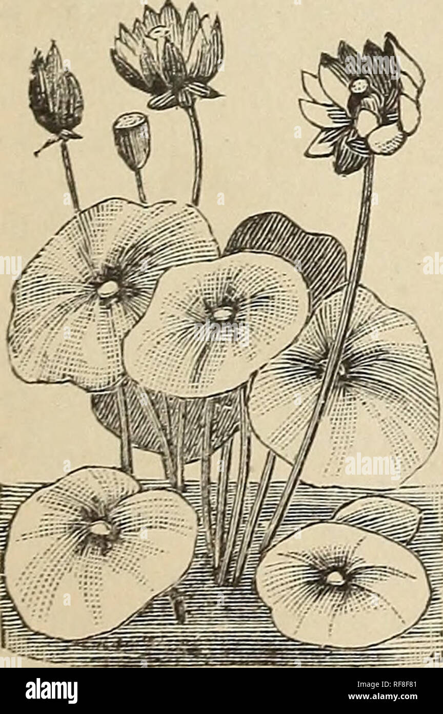 Rose cutler hi-res stock photography and images - Alamy