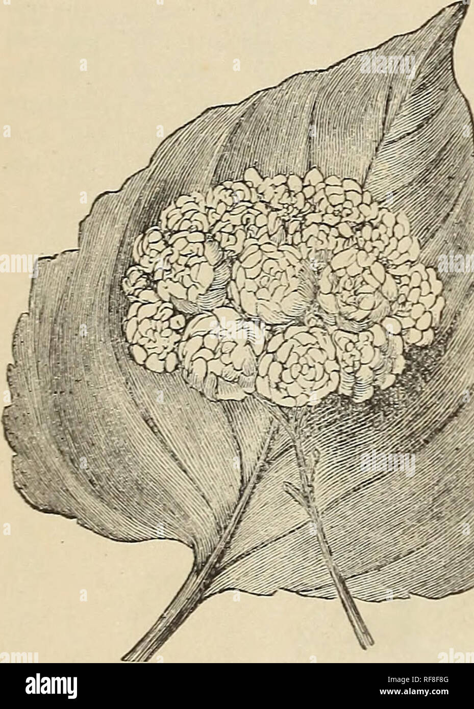 Iouh hi-res stock photography and images - Alamy