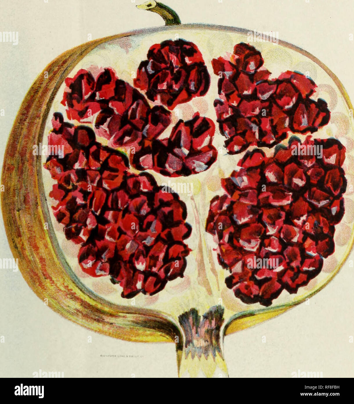 Turple hi-res stock photography and images - Alamy