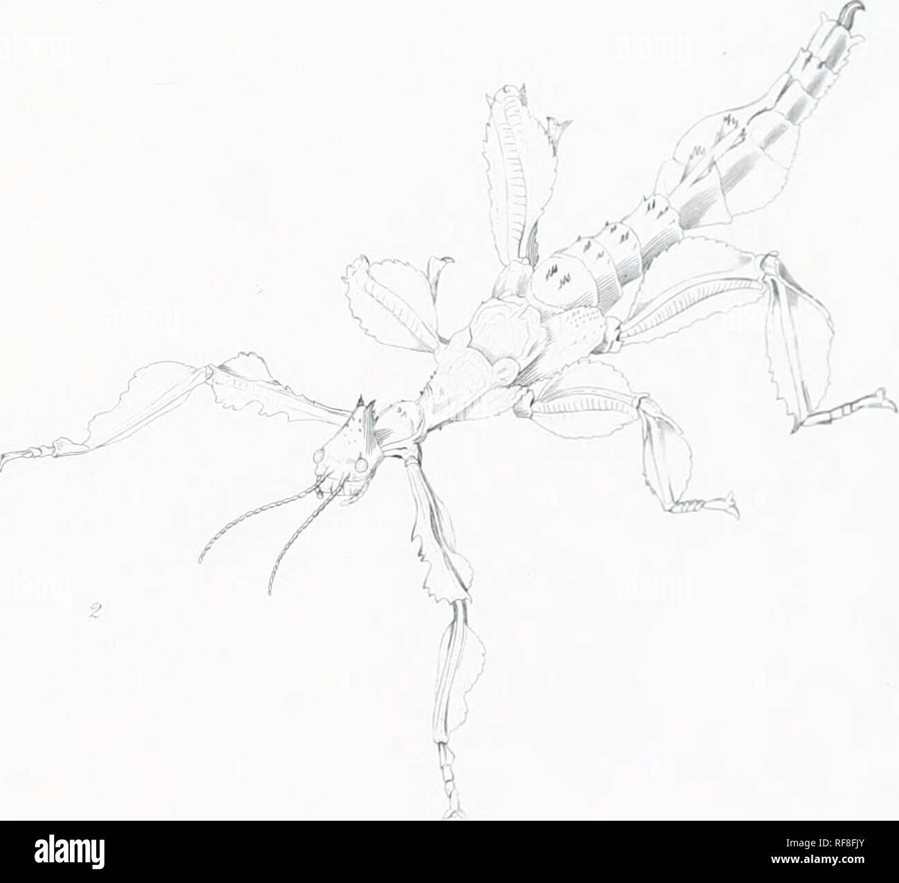 Orthopterous insects hi-res stock photography and images - Alamy