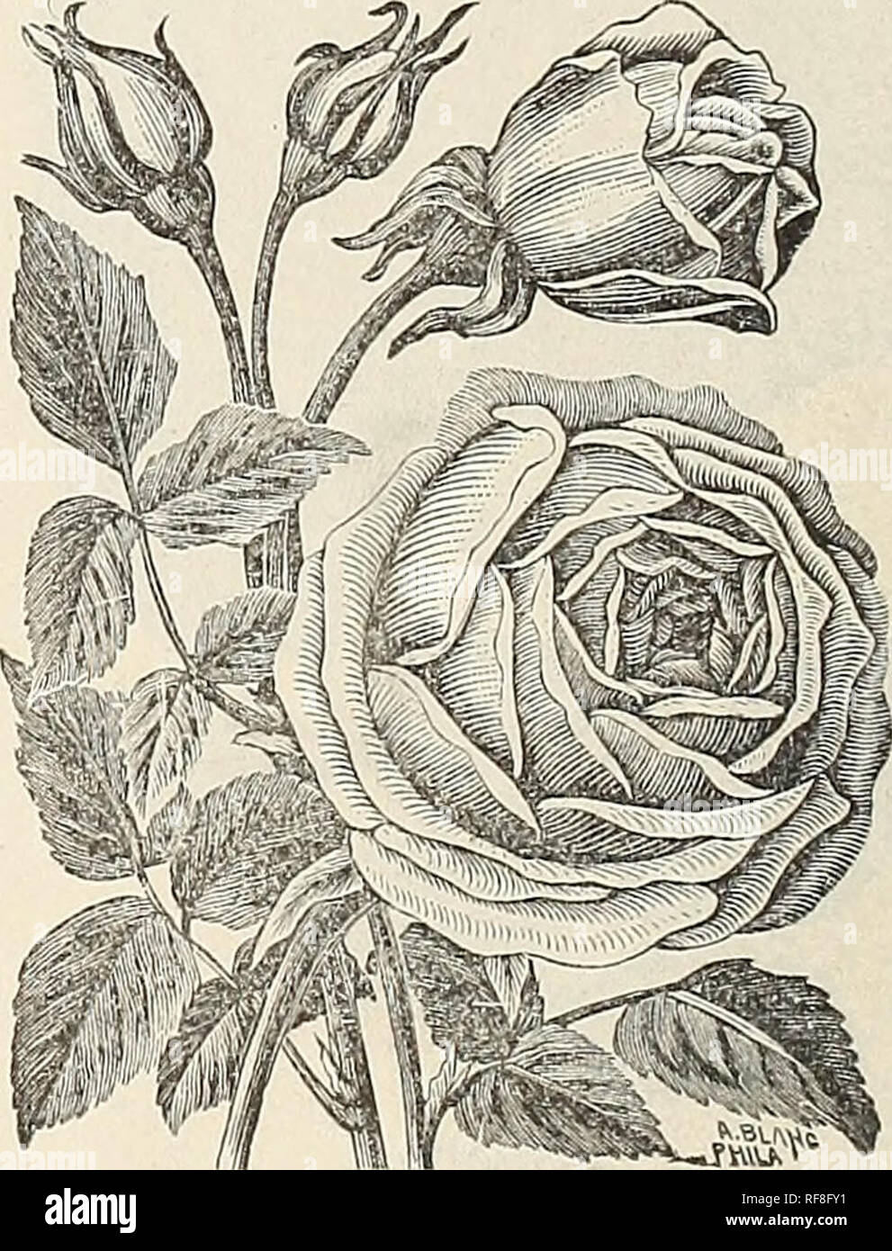 Piganeau hi-res stock photography and images - Alamy