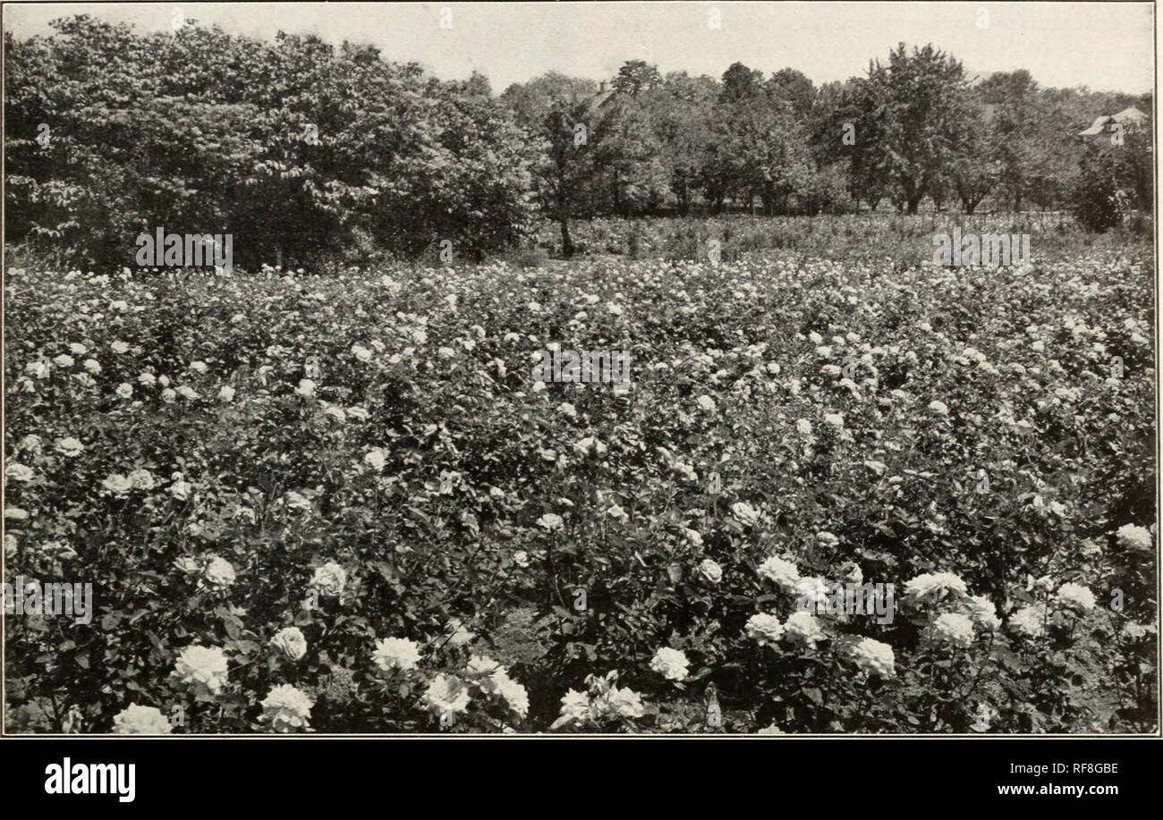 Austrian copper rose hi-res stock photography and images - Alamy