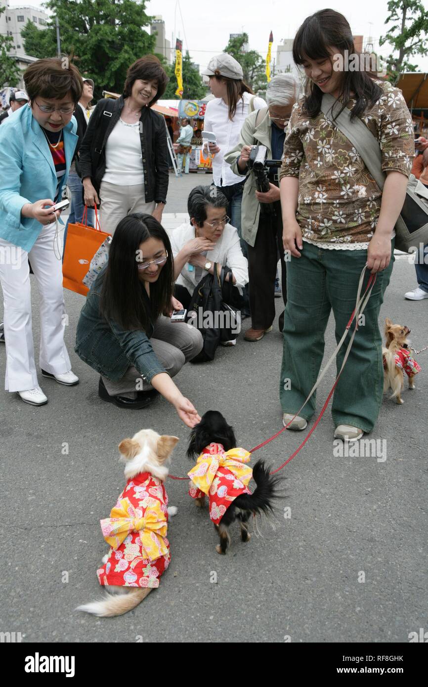 Asia dogs hi-res stock photography and images - Alamy