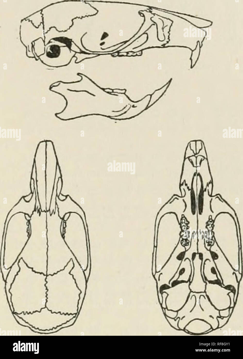 . Catalogue of the mammals of Western Europe (Europe exclusive of ...