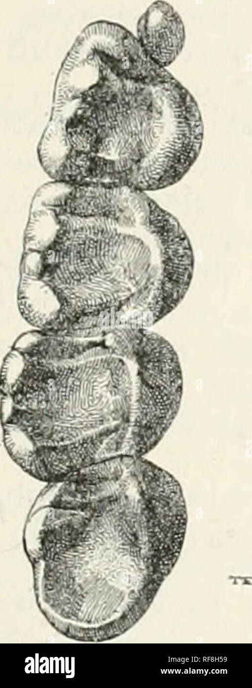 Longitudinal furrow hi-res stock photography and images - Alamy