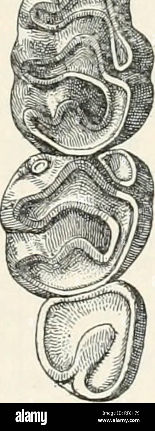 . Catalogue of the mammals of western Europe (Europe exclusive of ...