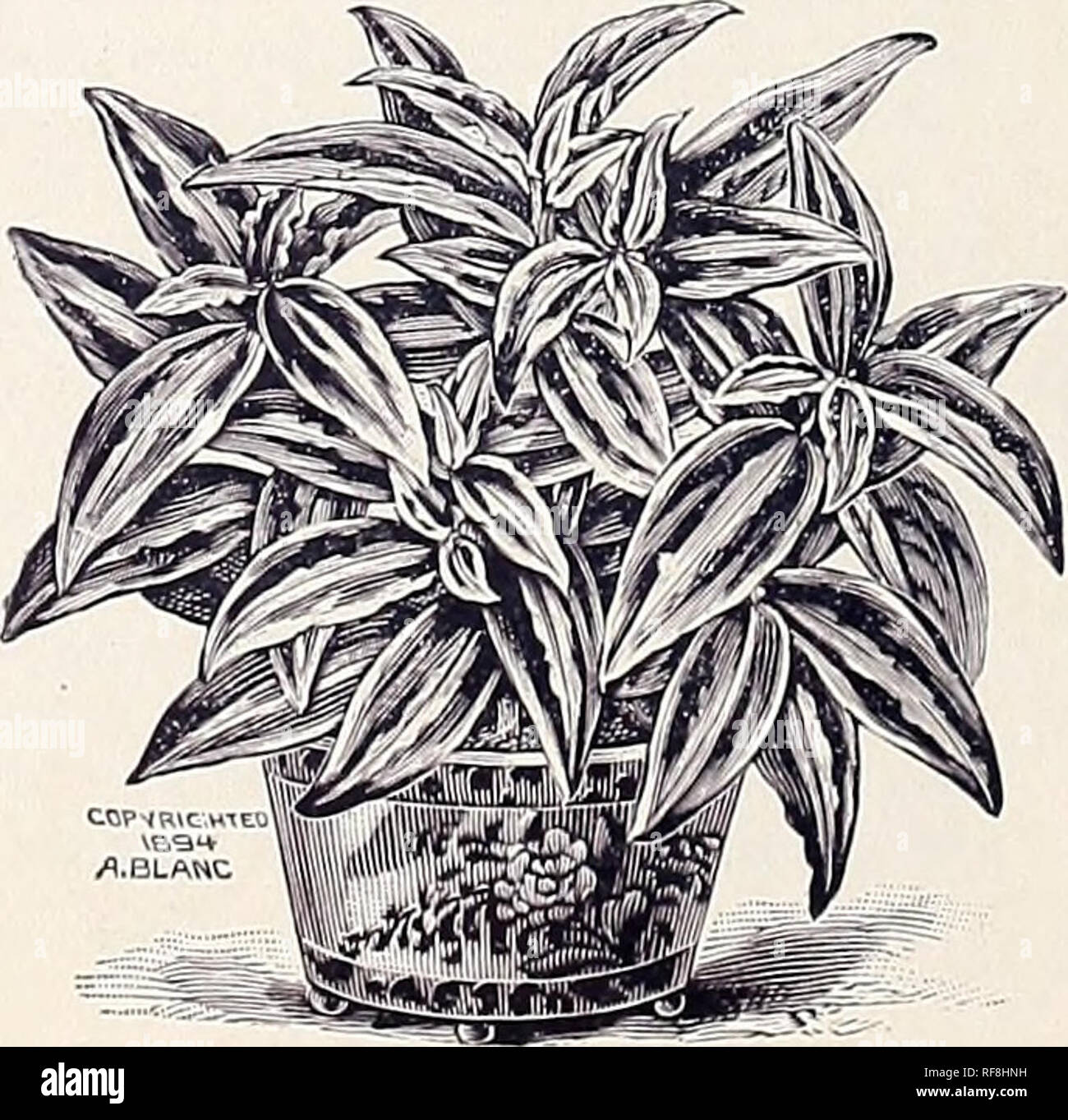 . Catalogue of novelties and specialites : new and rare plants. Nursery ...