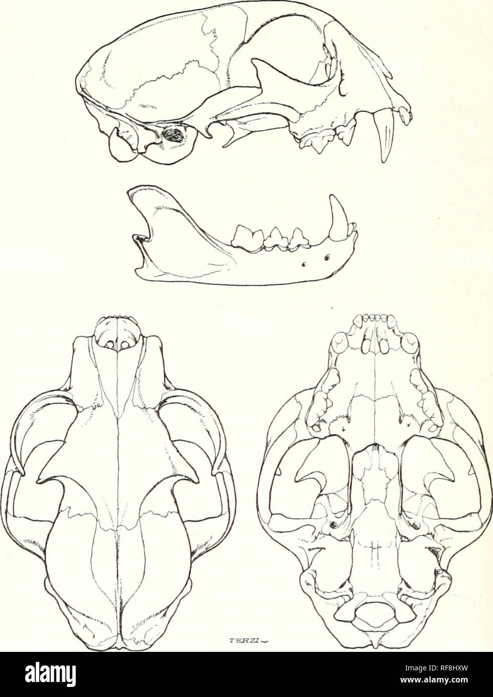 Lynx skull hi-res stock photography and images - Alamy