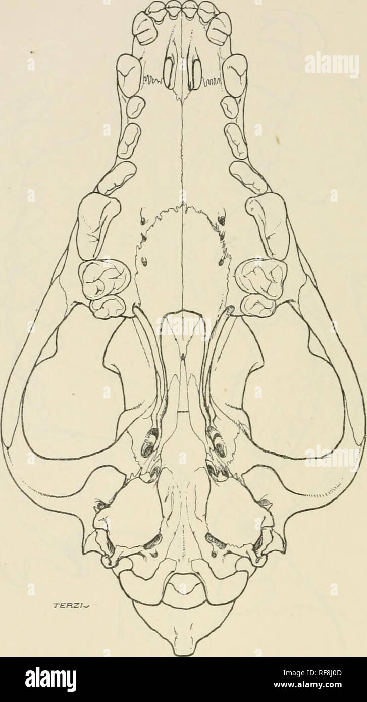 Museum case outline hi-res stock photography and images - Alamy