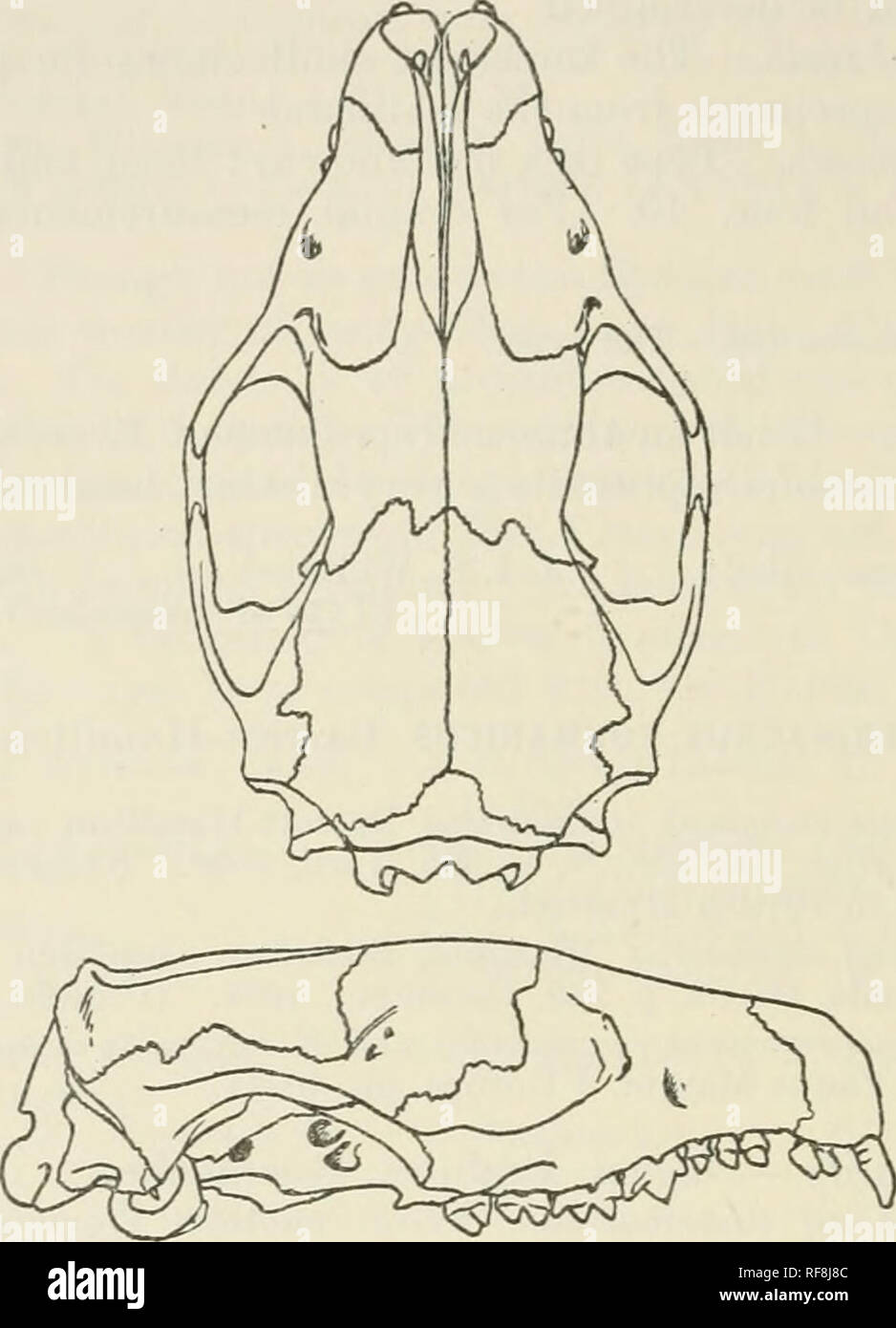 . Catalogue of the mammals of Western Europe (Europe exclusive of ...