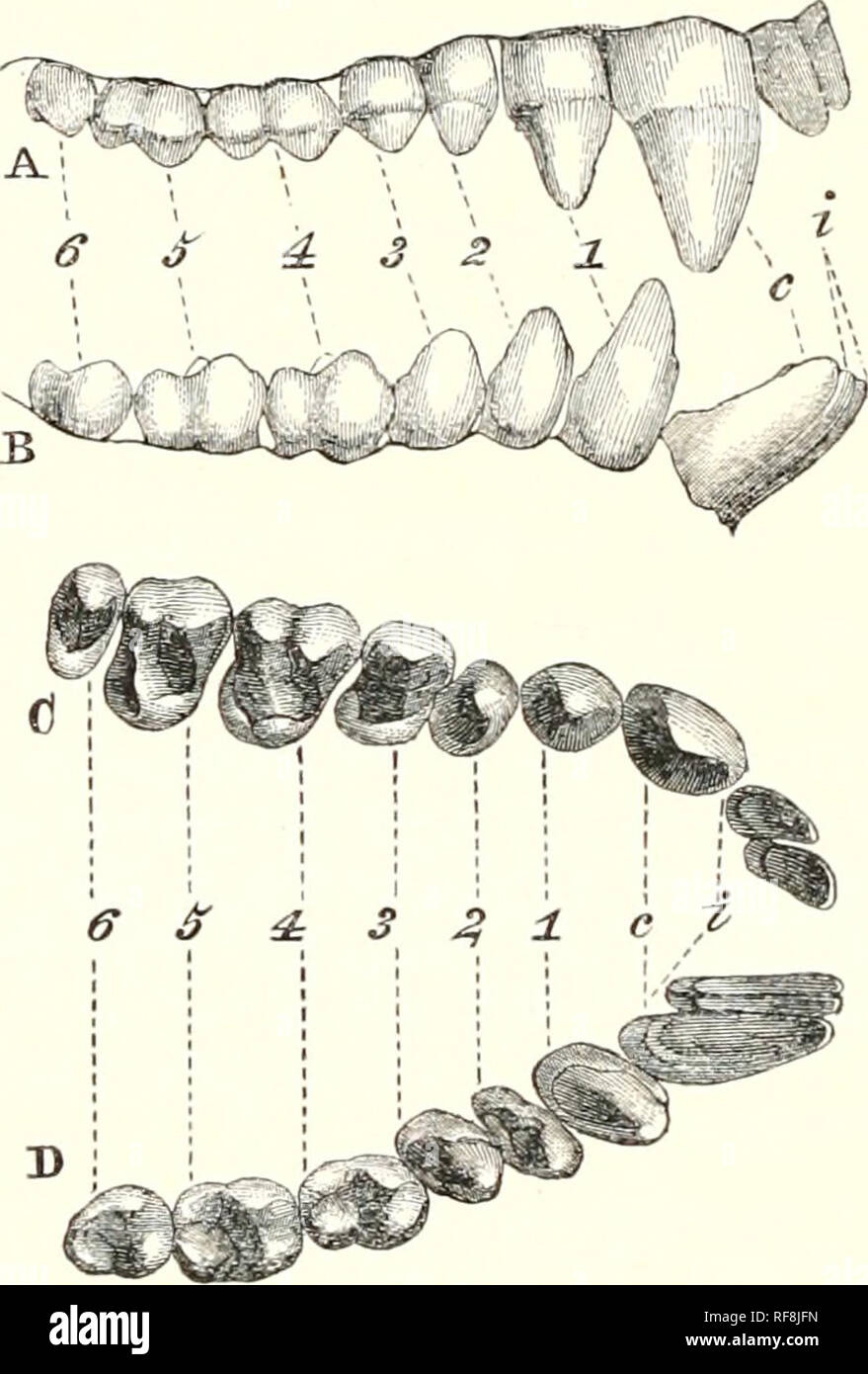 Perodicticus hi-res stock photography and images - Alamy