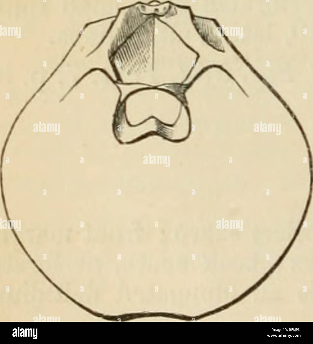 Apical Foramen High Resolution Stock Photography and Images - Alamy