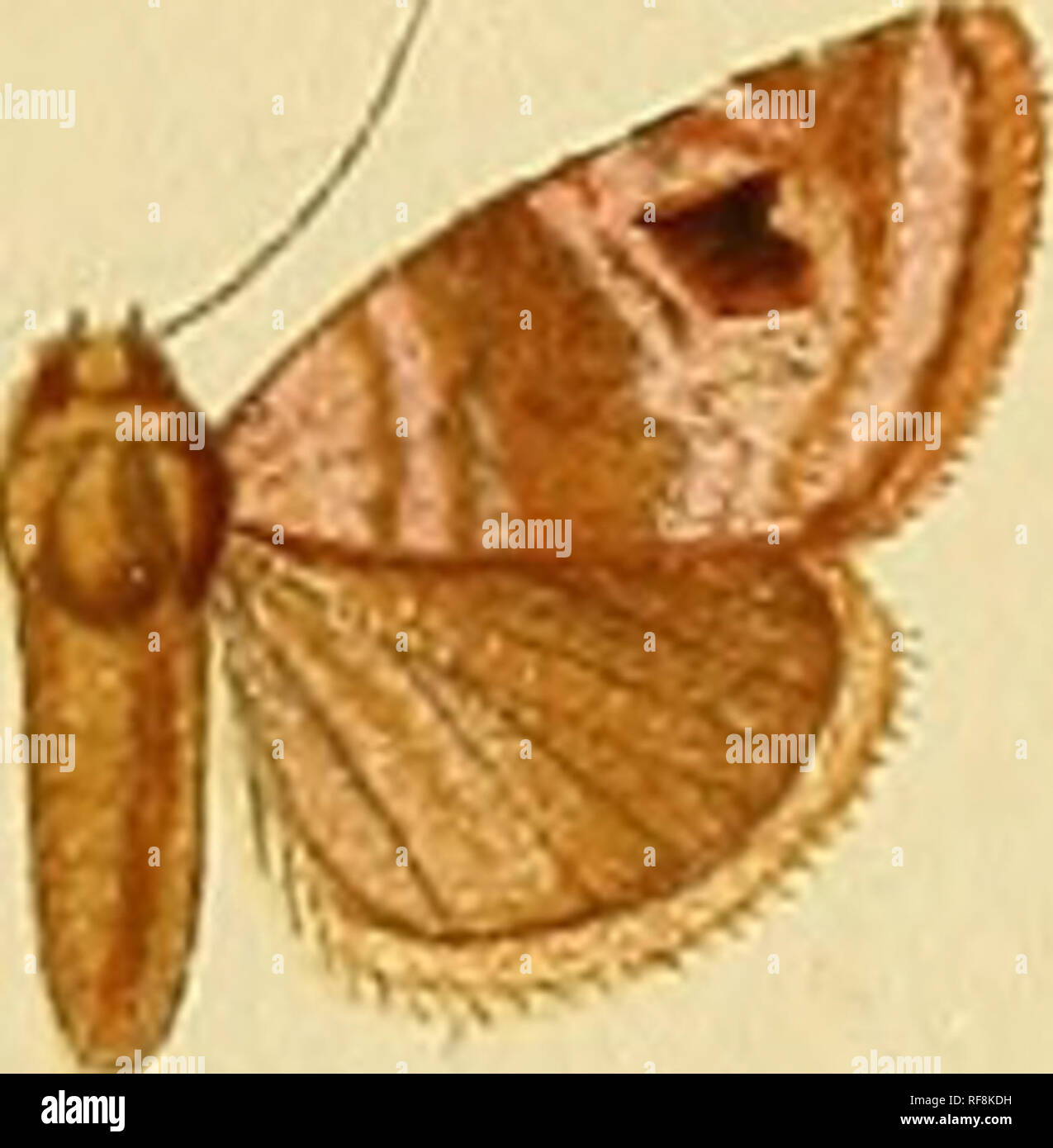 . Catalogue of the Lepidoptera Phalænæ in the British museum. Moths ...