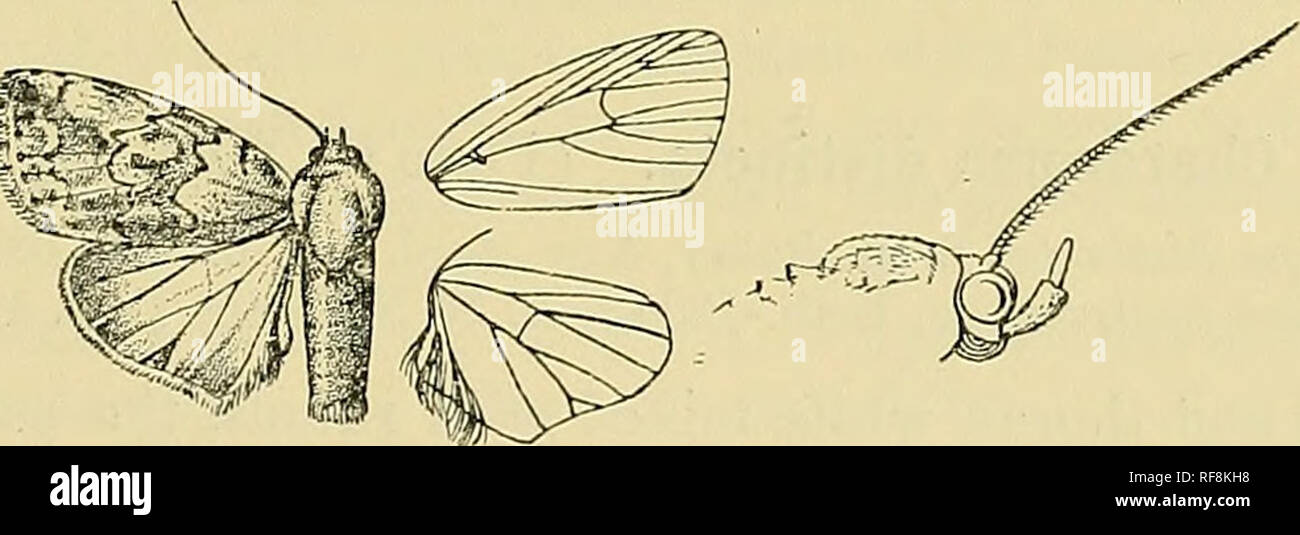 . Catalogue of the Lepidoptera Phalænæ in the British museum. Moths ...