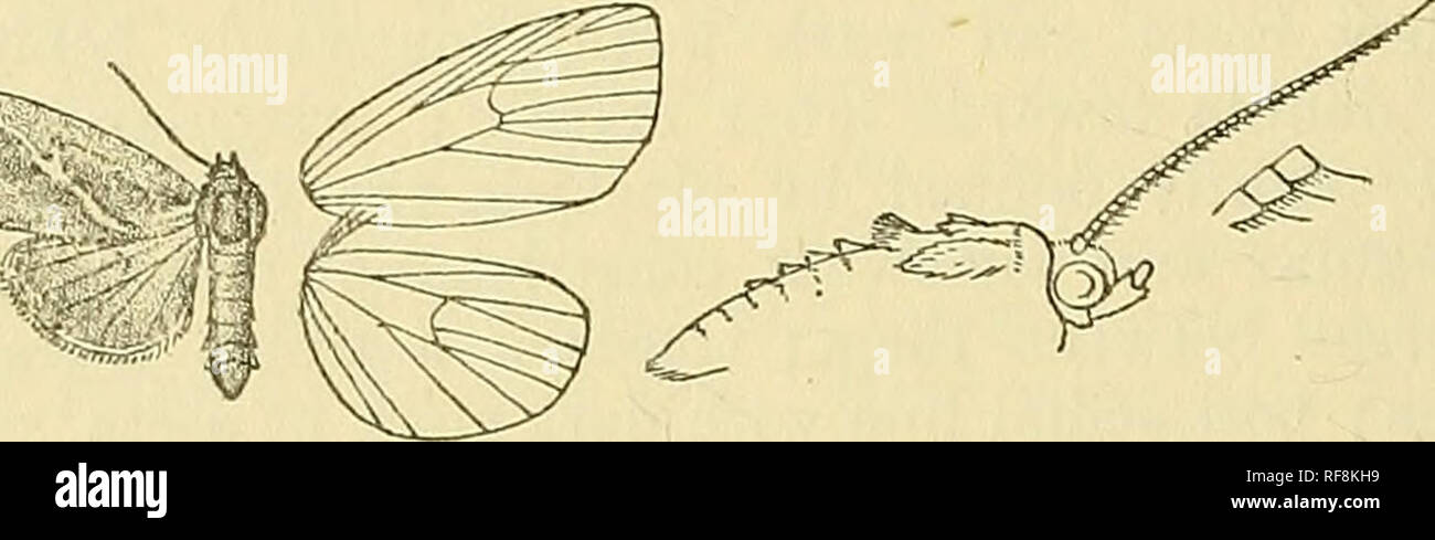 Buff veins hi-res stock photography and images - Alamy