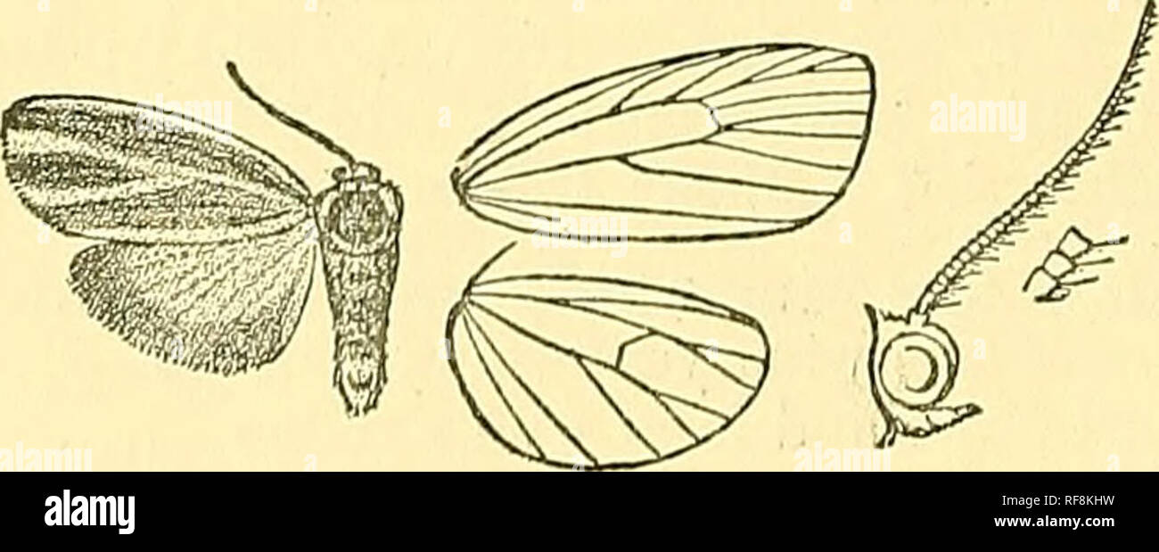 . Catalogue of the Lepidoptera Phalaenae in the British Museum. Moths ...