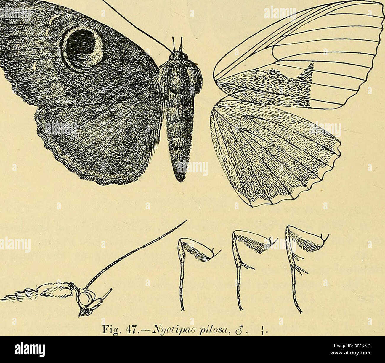 Faint bluish tinge hi-res stock photography and images - Alamy