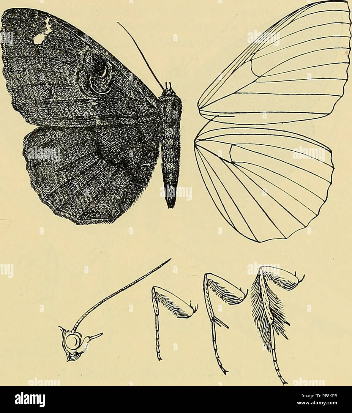 . Catalogue of the Lepidoptera Phalænæ in the British museum. Moths. 28 ...
