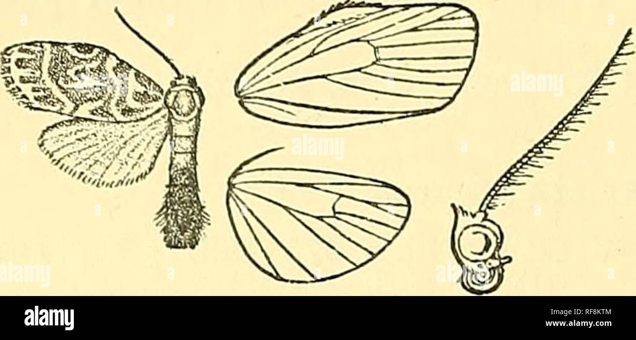 . Catalogue of the Lepidoptera Phalaenae in the British Museum. Moths ...