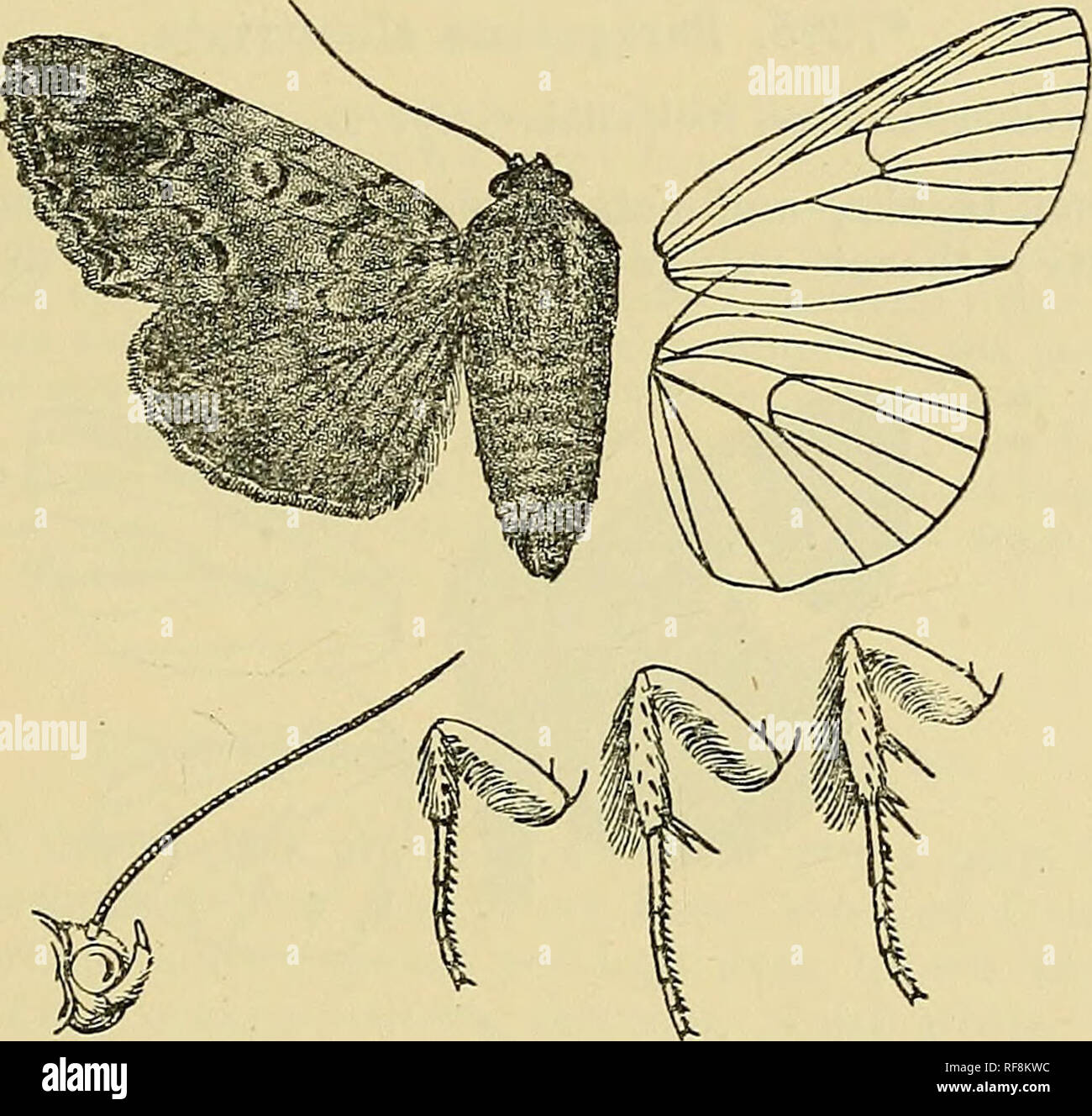 . Catalogue of the Lepidoptera Phalænæ in the British museum. Moths ...