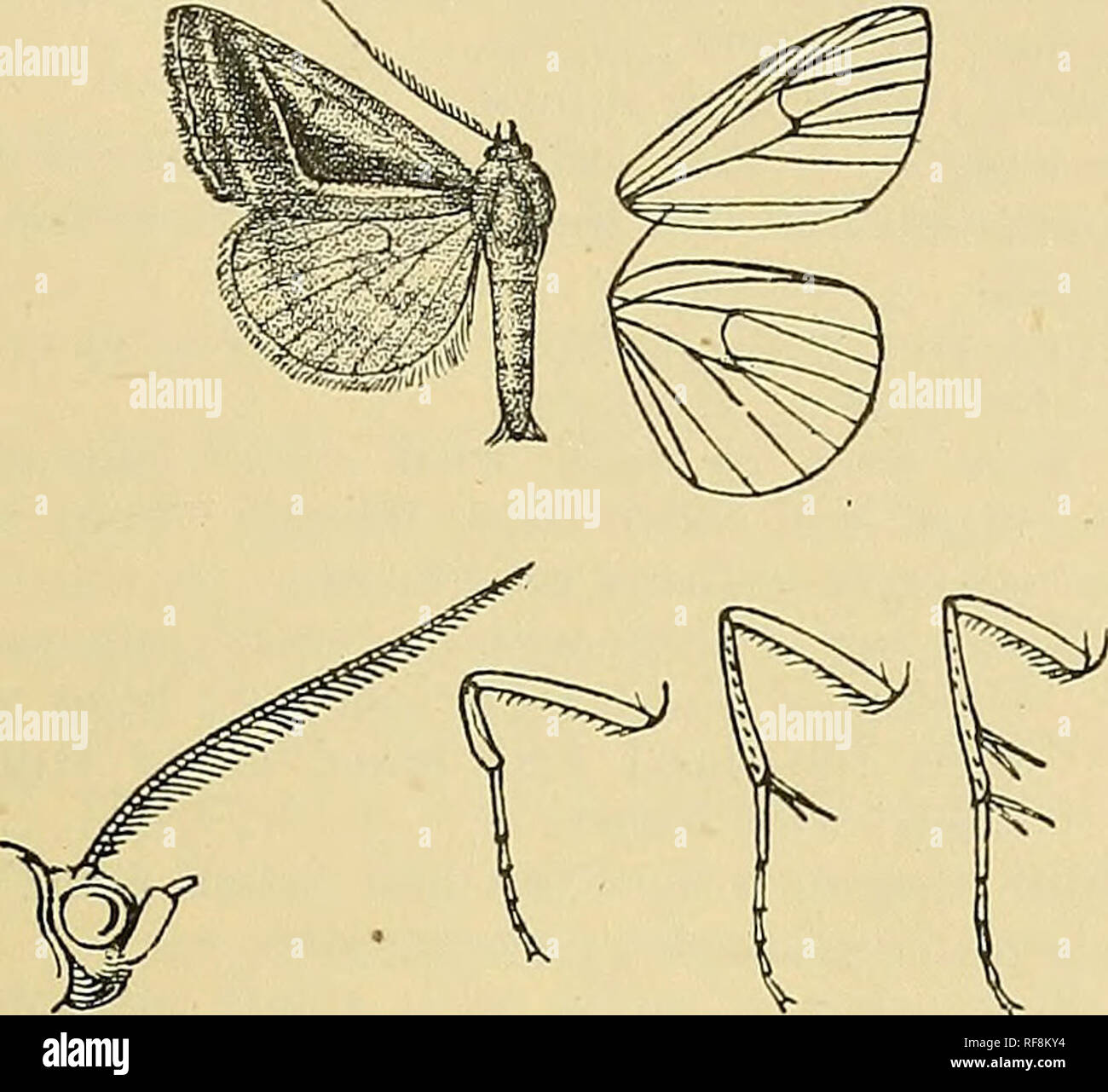 . Catalogue of the Lepidoptera Phalænæ in the British museum. Moths ...