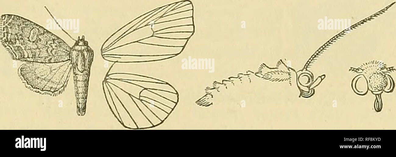 . Catalogue of the Lepidoptera Phalænæ in the British museum. Moths ...
