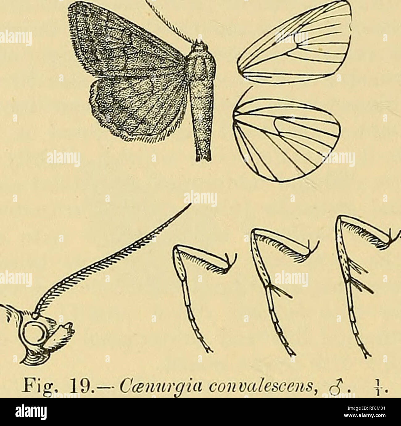 . Catalogue of the Lepidoptera Phalænæ in the British museum. Moths. 68 ...