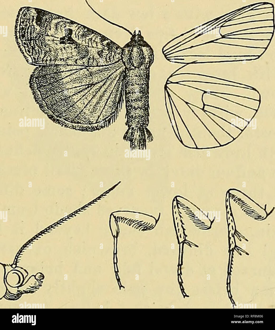 . Catalogue of the Lepidoptera Phalænæ in the British museum. Moths ...