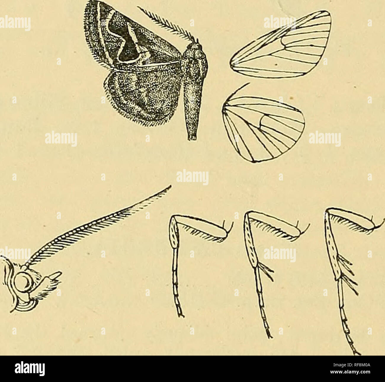 . Catalogue of the Lepidoptera Phalænæ in the British museum. Moths. m ...