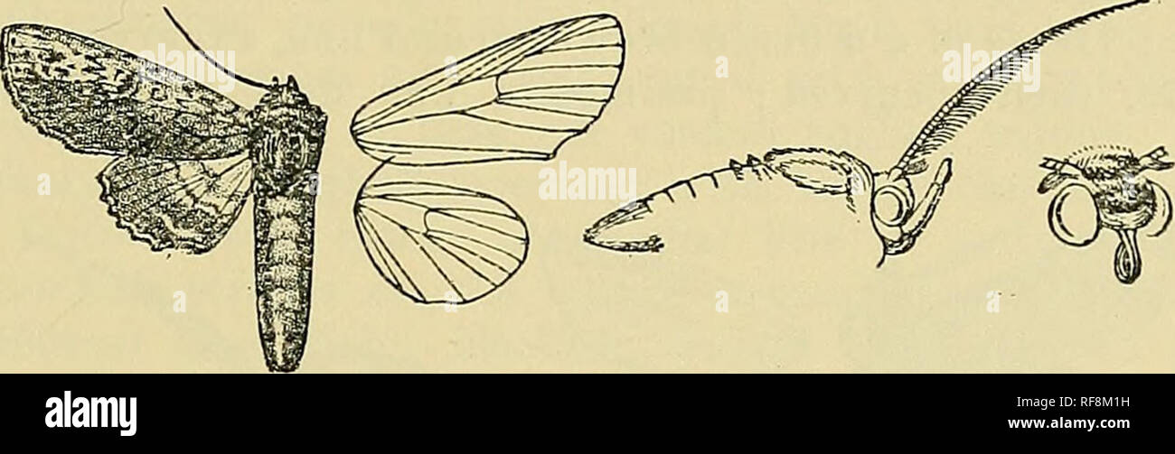 . Catalogue of the Lepidoptera Phalænæ in the British museum. Moths ...