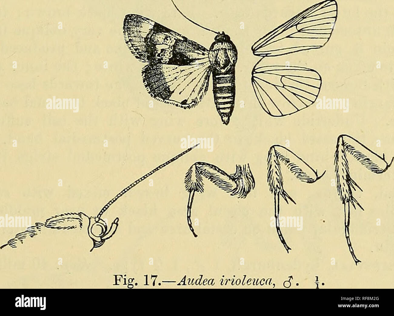 . Catalogue of the Lepidoptera Phalænæ in the British museum. Moths ...