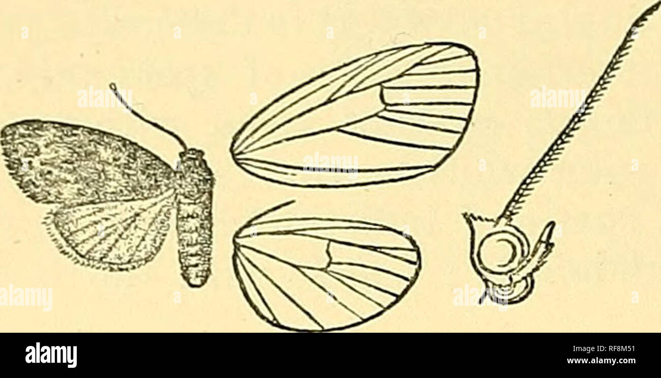 . Catalogue of the Lepidoptera Phalaenae in the British Museum. Moths ...