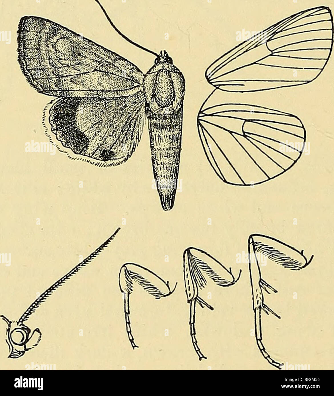 Walnut moths hi-res stock photography and images - Alamy