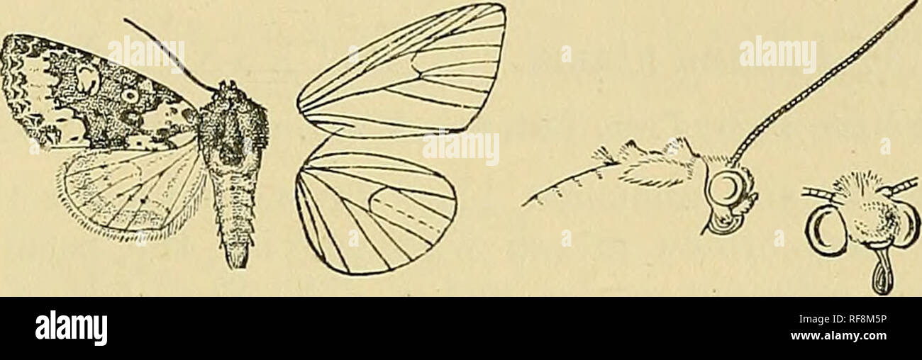 . Catalogue of the Lepidoptera Phalænæ in the British museum. Moths ...