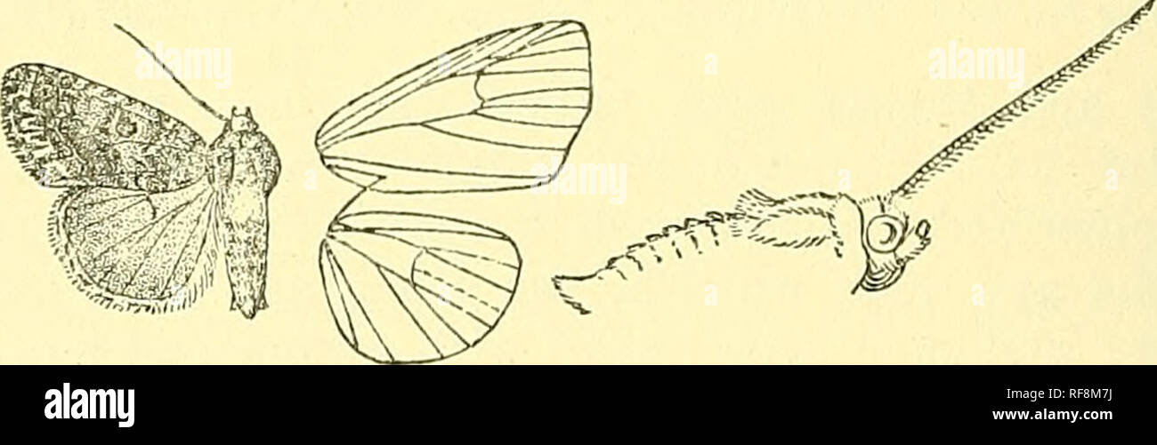 . Catalogue of the Lepidoptera Phalaenae in the British Museum. Moths ...