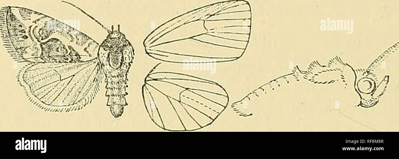 . Catalogue of the Lepidoptera Phalænæ in the British museum. Moths ...