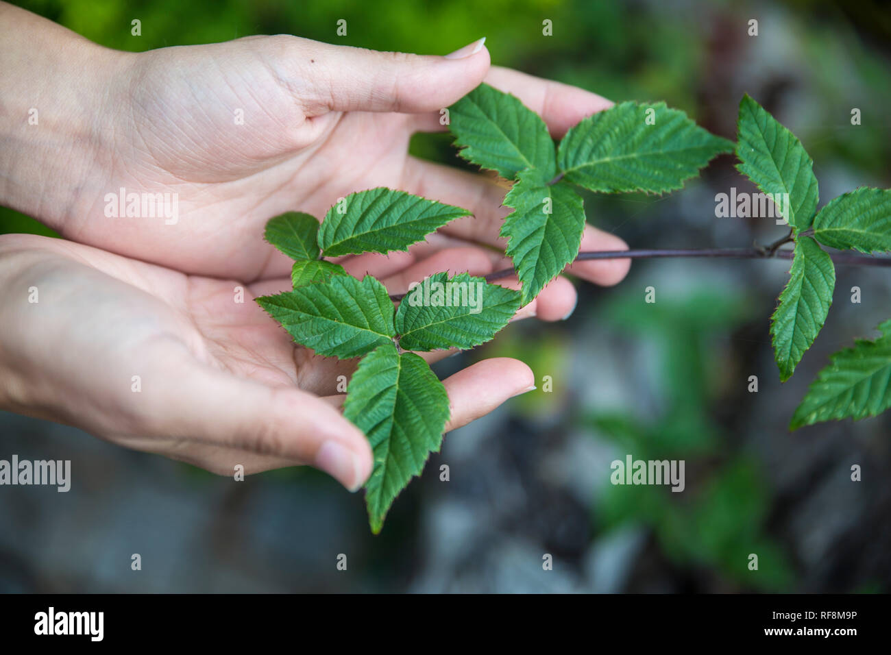 hands touching leaves Stock Photo - Alamy
