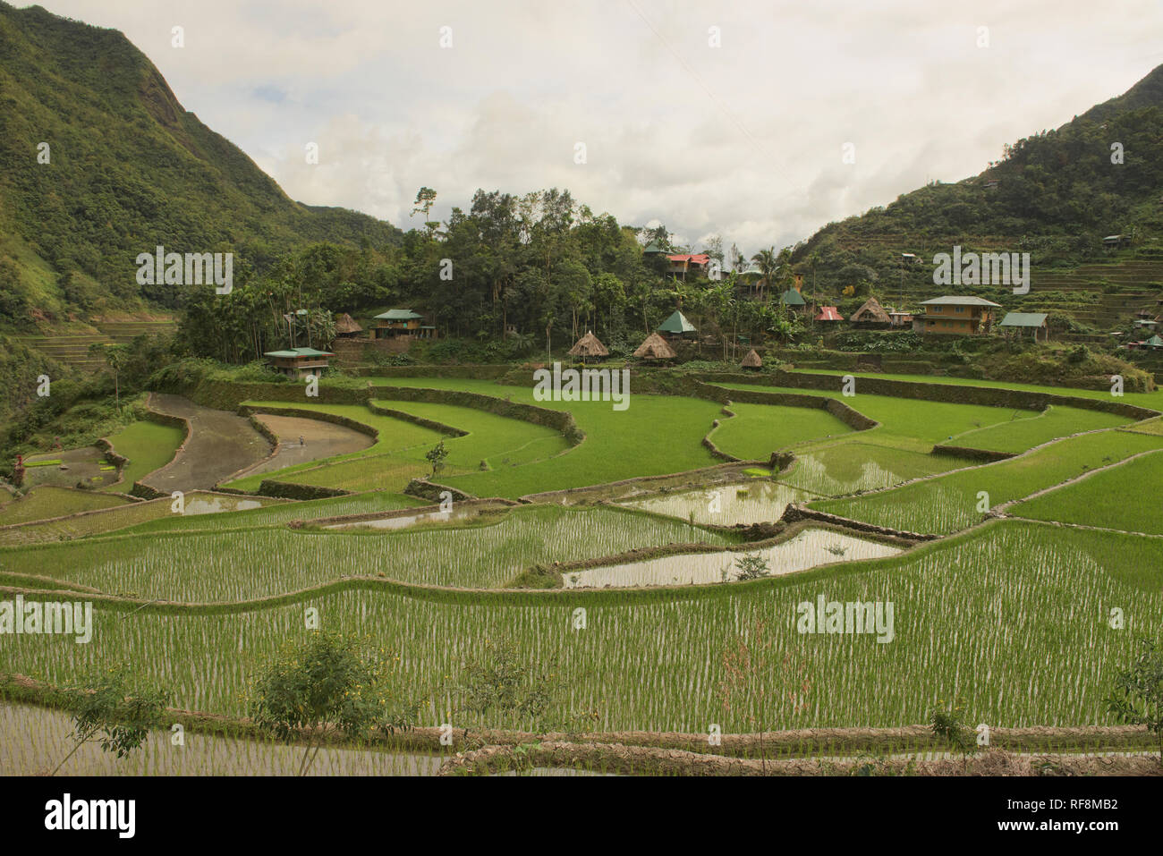 The verdant UNESCO rice terraces of Batad, Banaue, Mountain Province ...