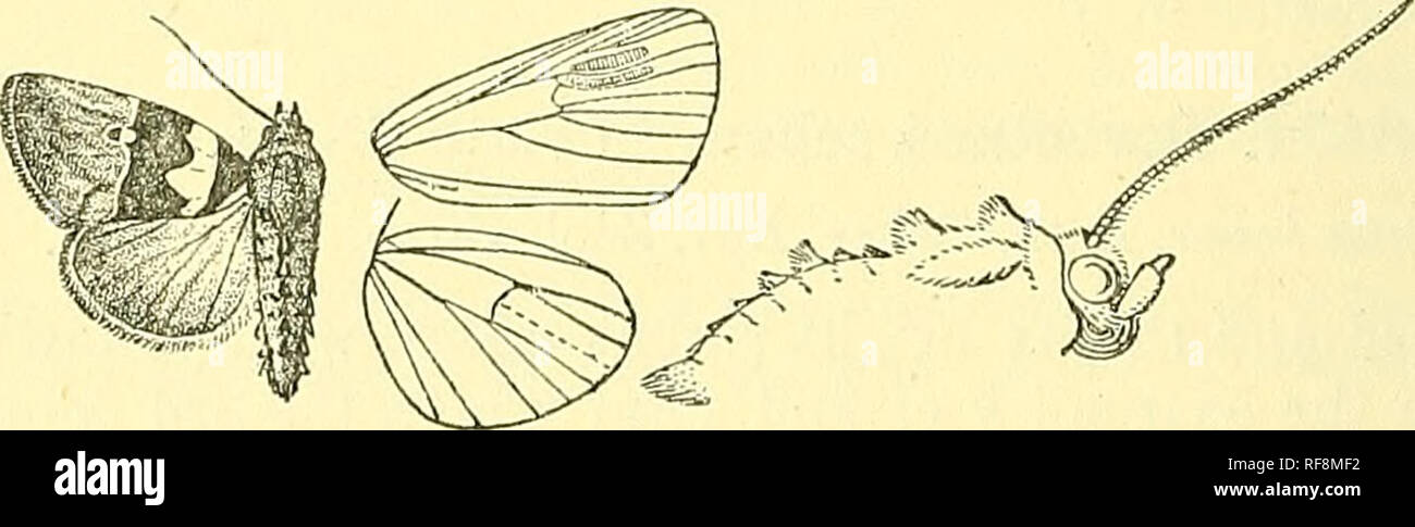 . Catalogue of the Lepidoptera Phalaenae in the British Museum. Moths ...