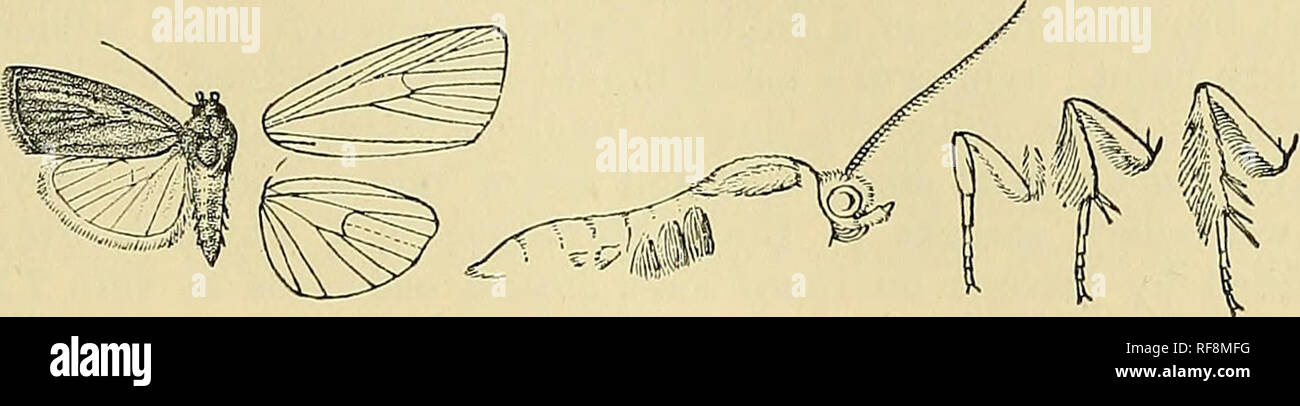 Proxenus points hi-res stock photography and images - Alamy