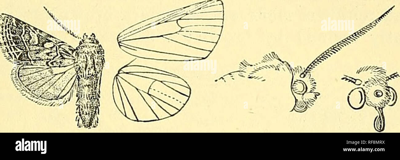 . Catalogue of the Lepidoptera Phalaenae in the British Museum. Moths ...