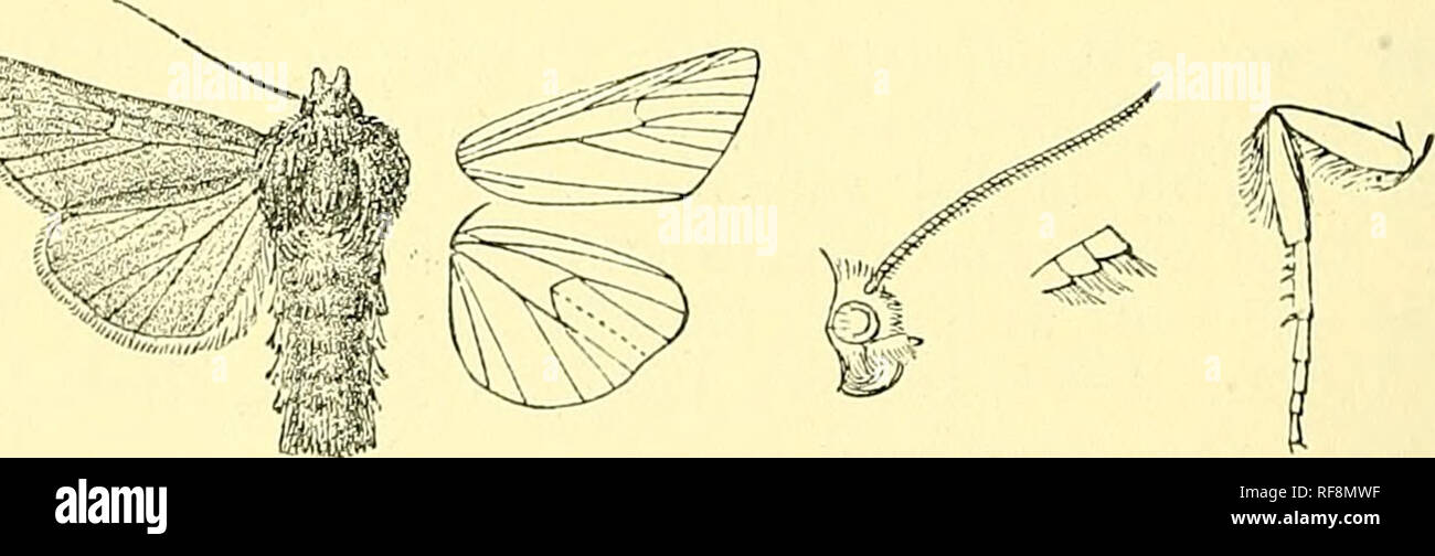 . Catalogue of the Lepidoptera Phalaenae in the British Museum. Moths ...