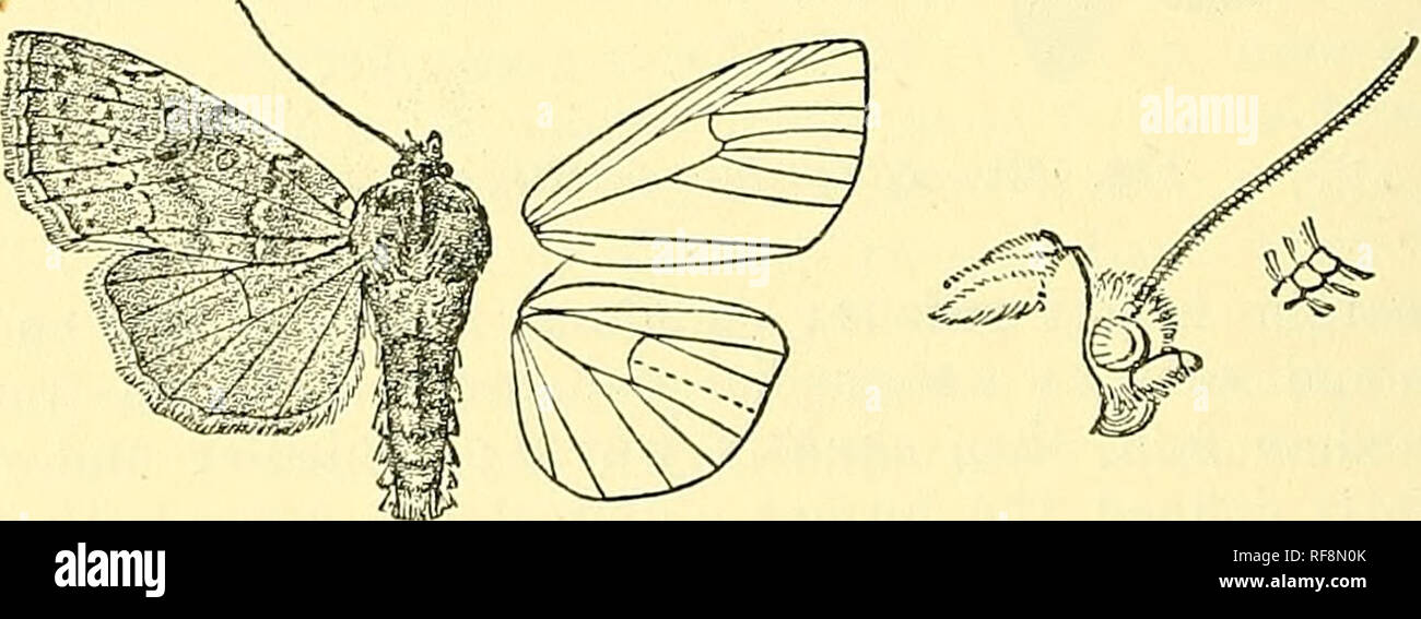 . Catalogue of the Lepidoptera Phalaenae in the British Museum. Moths ...