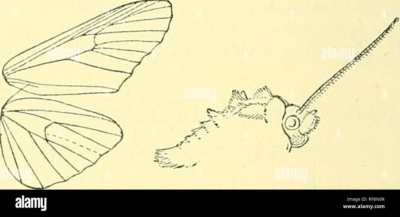 . Catalogue of the Lepidoptera Phalaenae in the British Museum. Moths ...