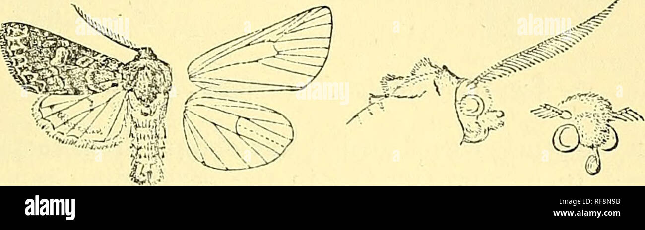. Catalogue of the Lepidoptera Phalaenae in the British Museum. Moths ...
