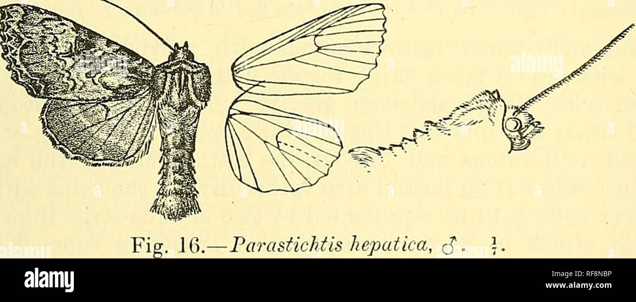 . Catalogue of the Lepidoptera Phalaenae in the British Museum. Moths ...