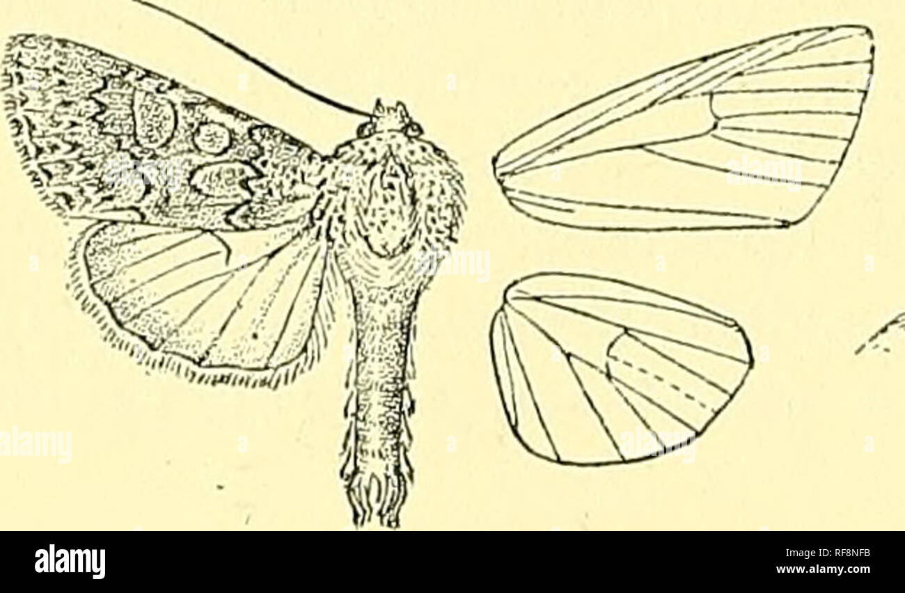 Black lunules hi-res stock photography and images - Alamy