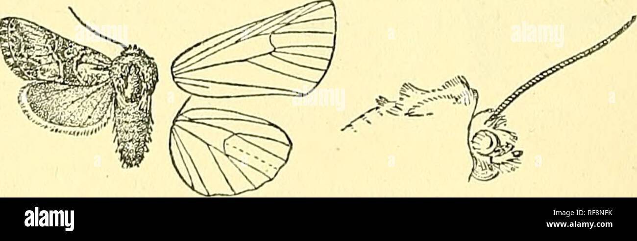 . Catalogue of the Lepidoptera Phalaenae in the British Museum. Moths ...