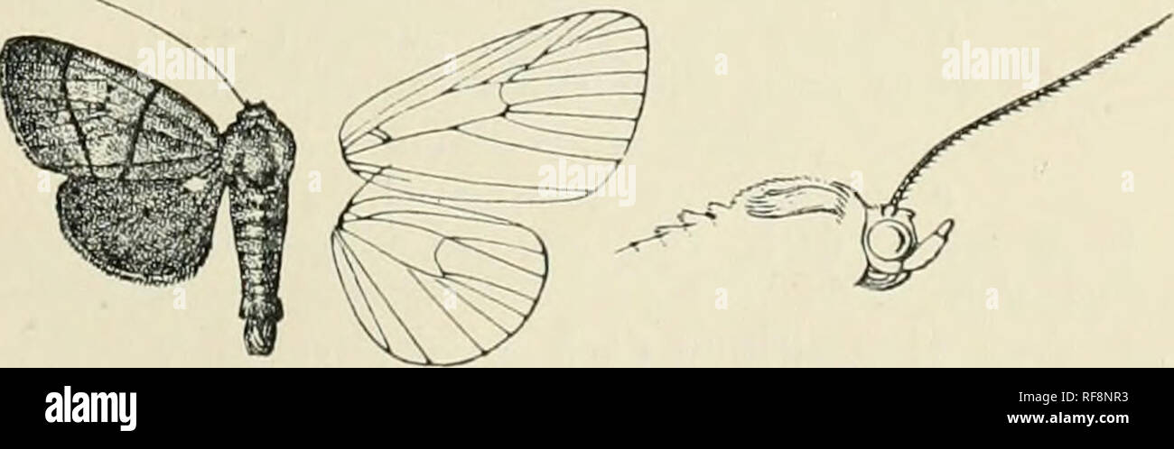 . Catalogue of Lepidoptera Phalaenae in the British Museum. Supplement ...