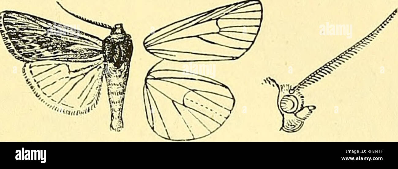 . Catalogue of the Lepidoptera Phalaenae in the British Museum. Moths ...